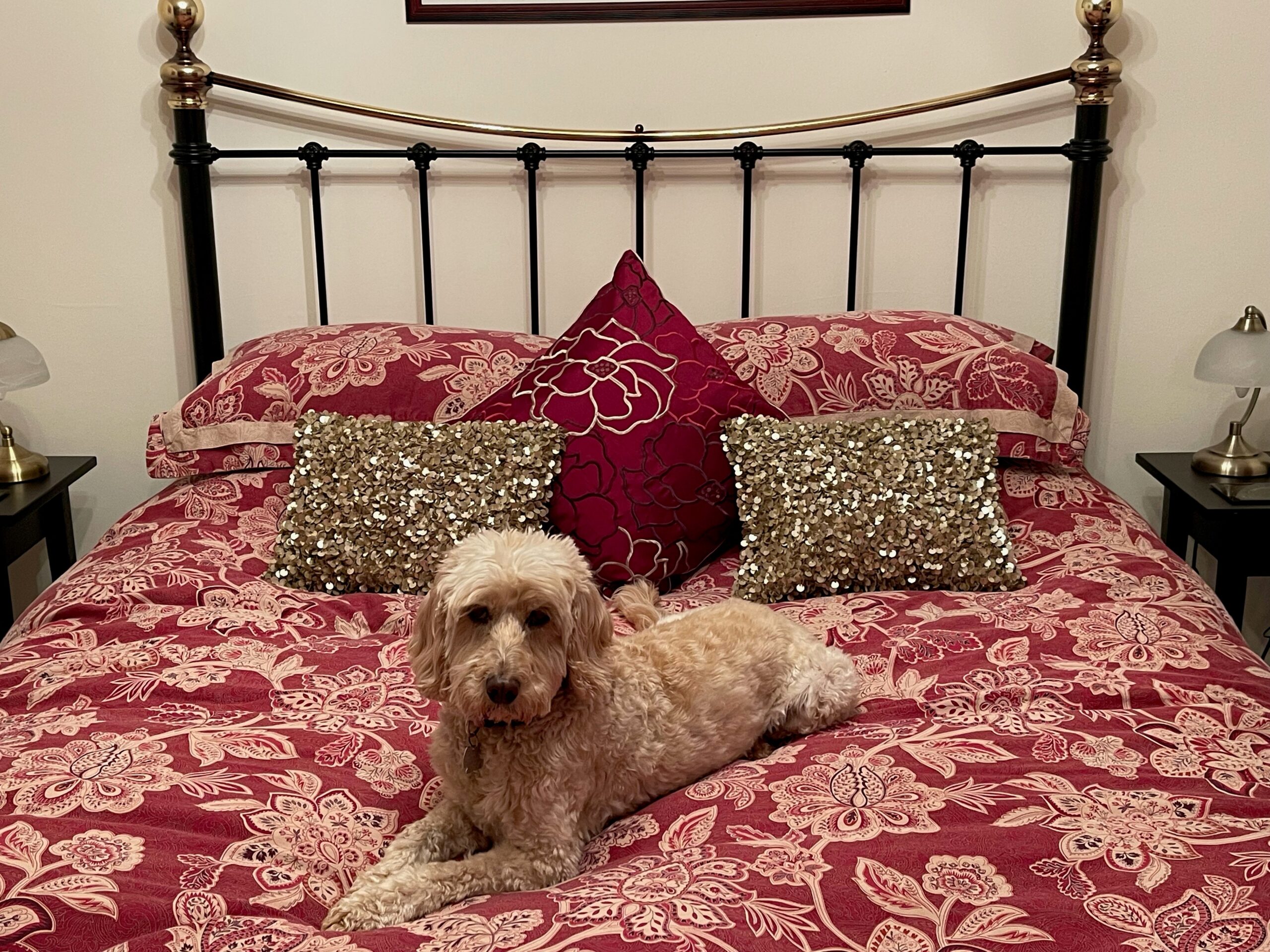 Barks and wiggles - I'm Your PA